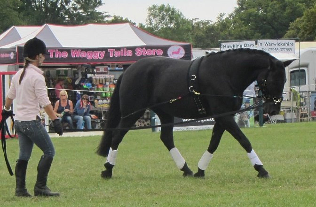 EquiAmi Premium Lunge Aid