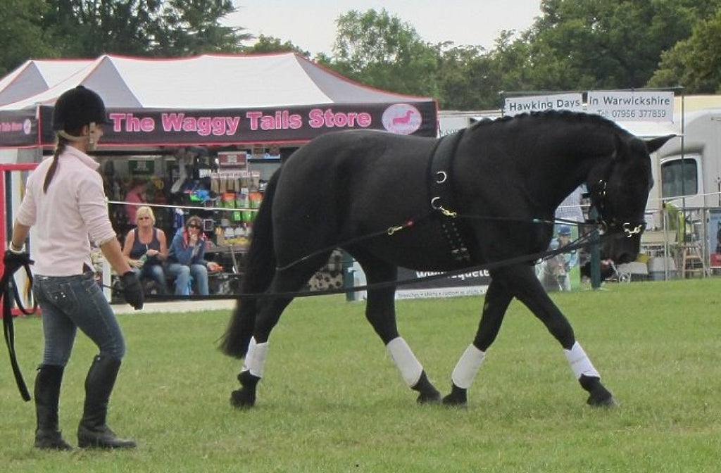 EquiAmi Premium Lunge Aid Complete Kit (incl Roller & Cavesson) - GREAT ...