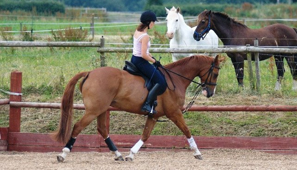 EquiAmi Premium Riding Aid